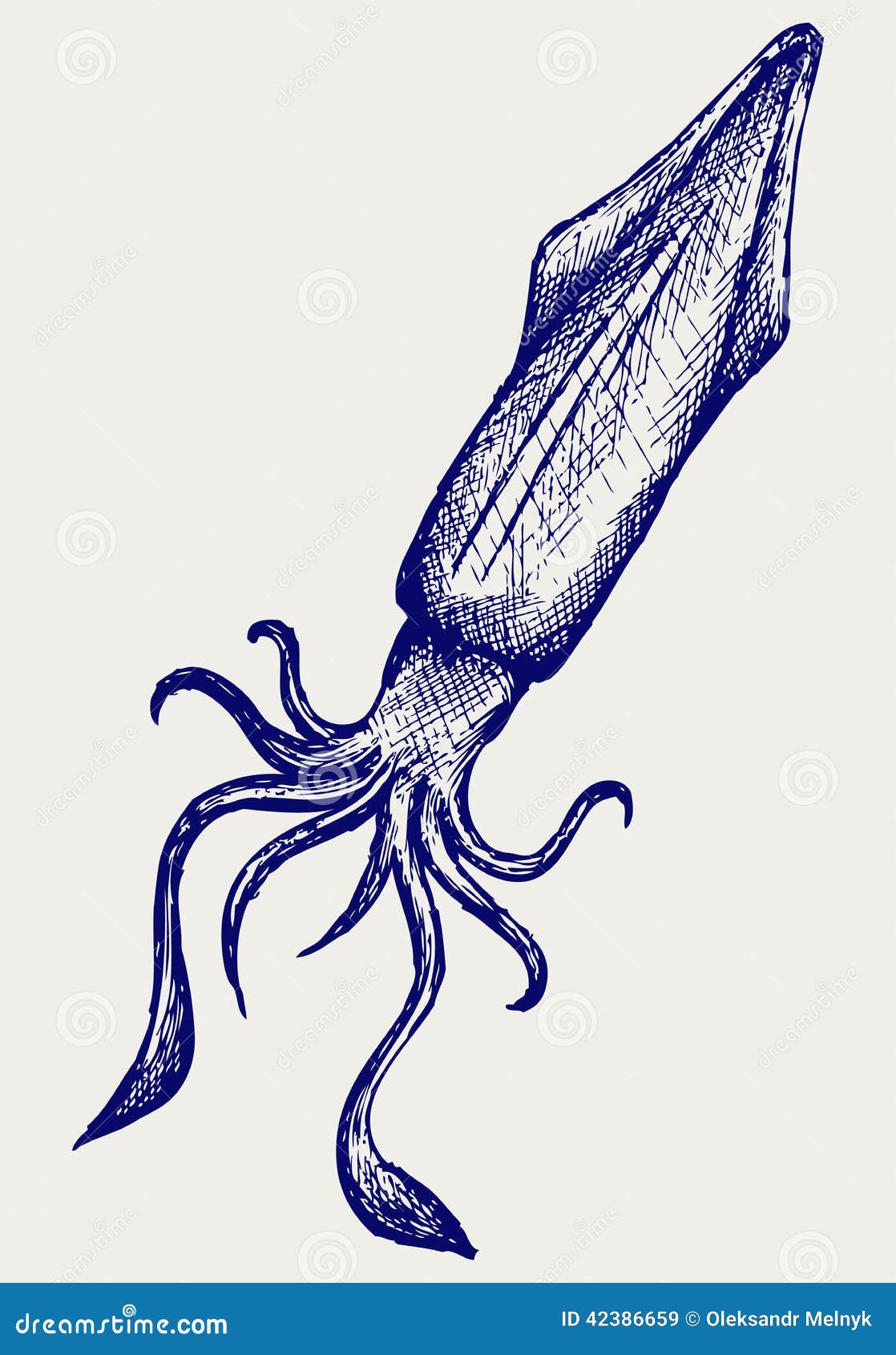 Frischer Kalmar vektor abbildung. Illustration von feinschmecker - 42386659