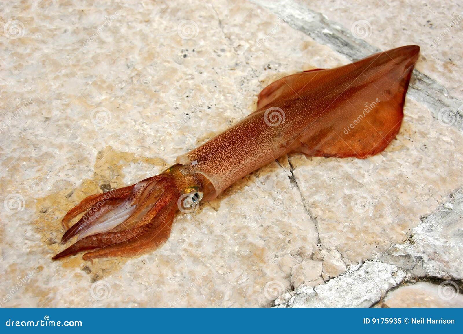 Frischer Kalmar stockbild. Bild von abgefangen, frisch - 9175935