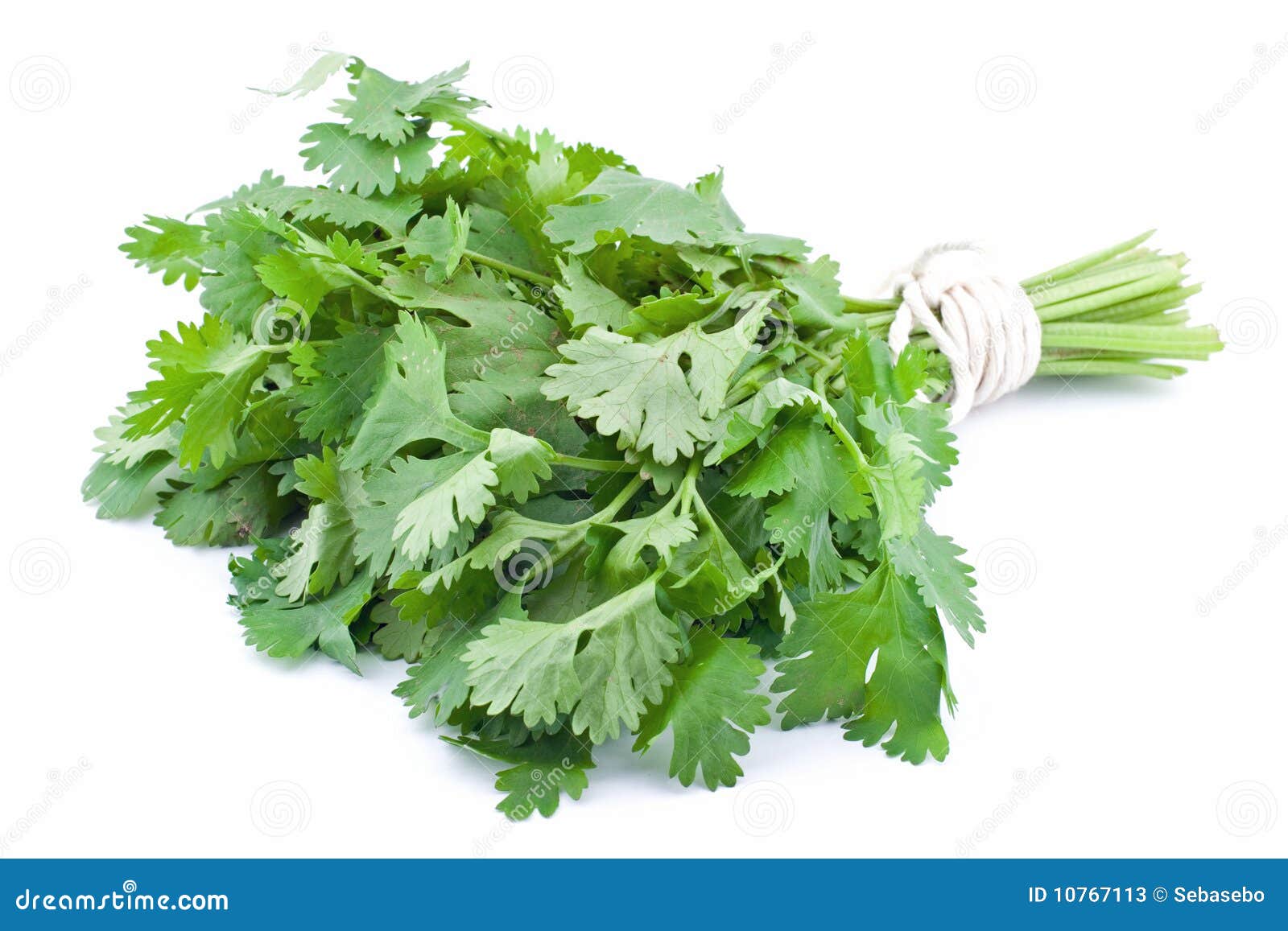 Frischer Koriander stockbild. Bild von koriander, nahaufnahme - 10767113