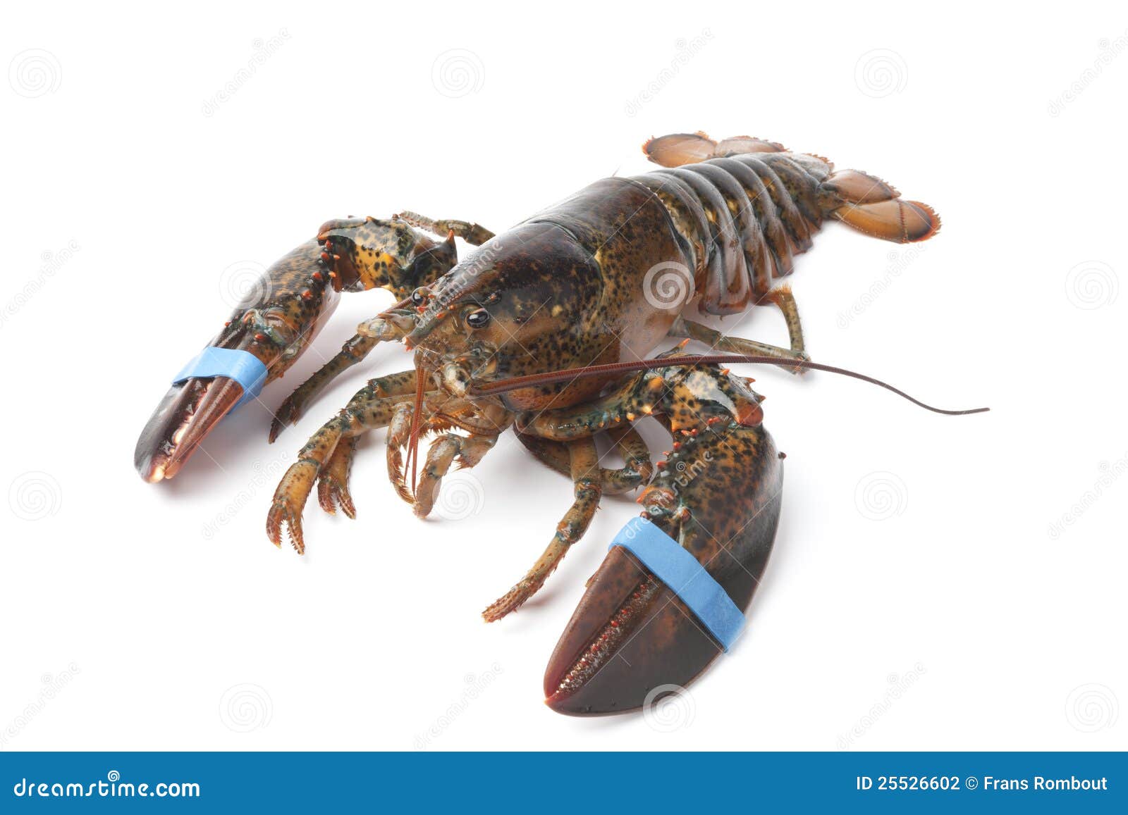 Frischer lebender Hummer stockfoto. Bild von köstlich - 25526602