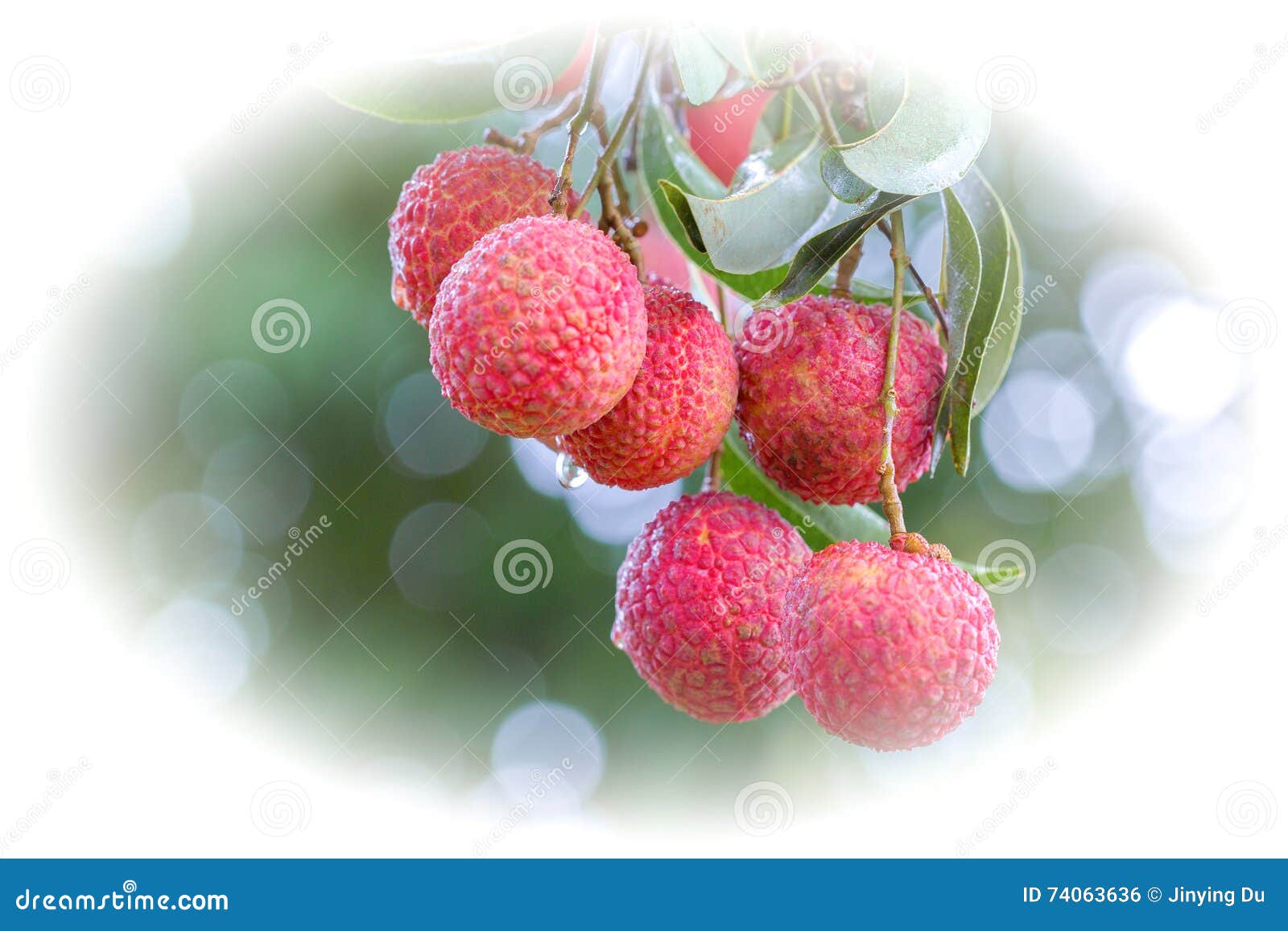 Frischer Litschi Auf Litschibaum Stockfoto - Bild von früchte, getränk ...