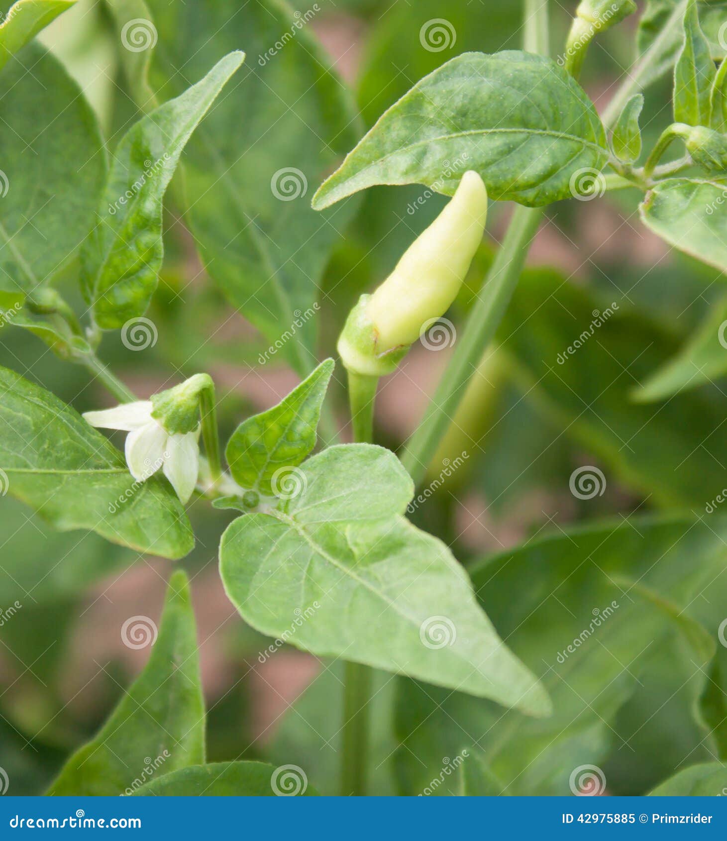 Frischer Pfeffer Auf Dem Baum Stockbild - Bild von blatt, jung: 42975885