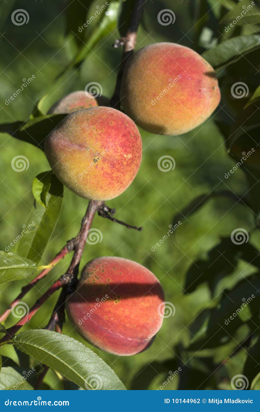 Frischer Pfirsich stockfoto. Bild von nahrung, frisch - 10144962