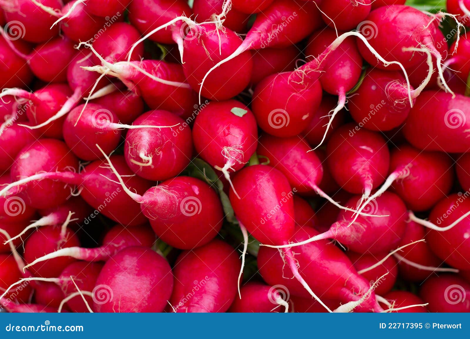 Frischer roter Rettich stockbild. Bild von kulinarisch - 22717395