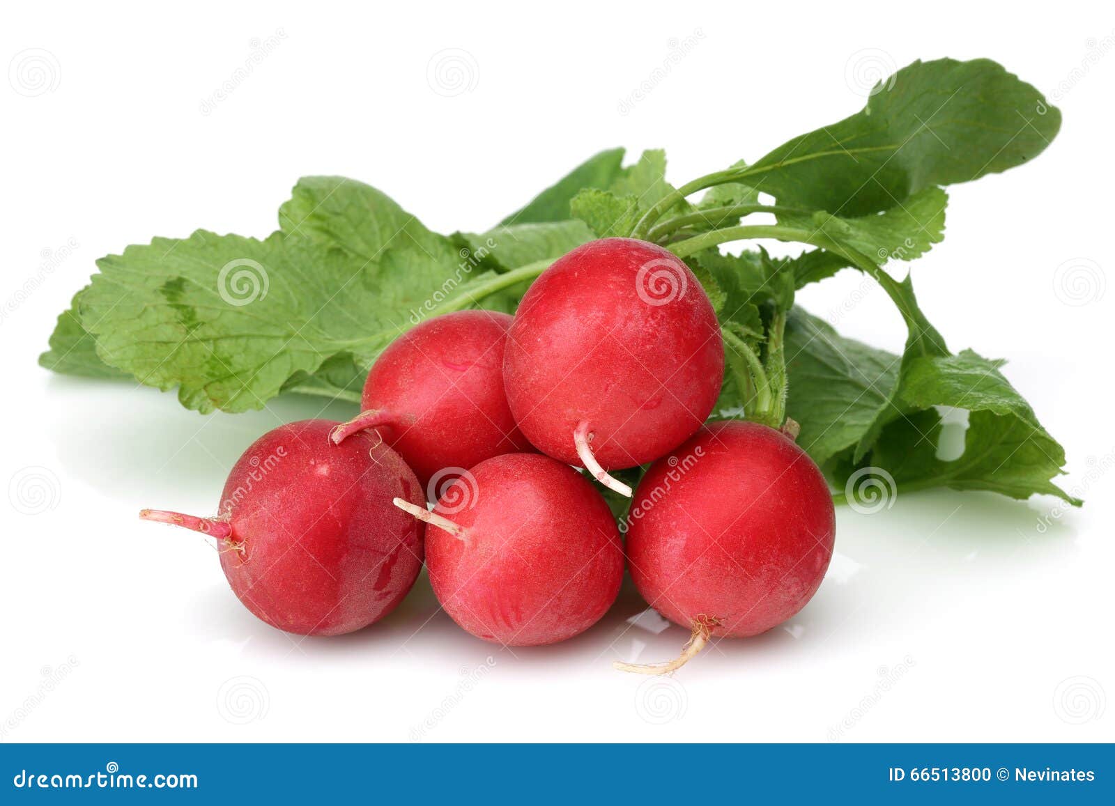 Frischer roter Rettich stockfoto. Bild von schnitt, grün - 66513800