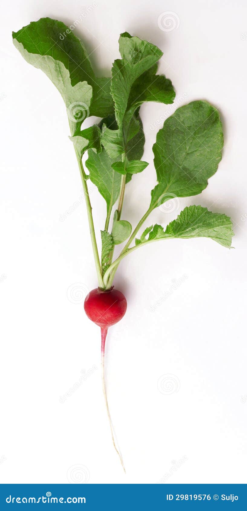 Roter Rettich stockfoto. Bild von frech, gemüse, rettich - 29819576