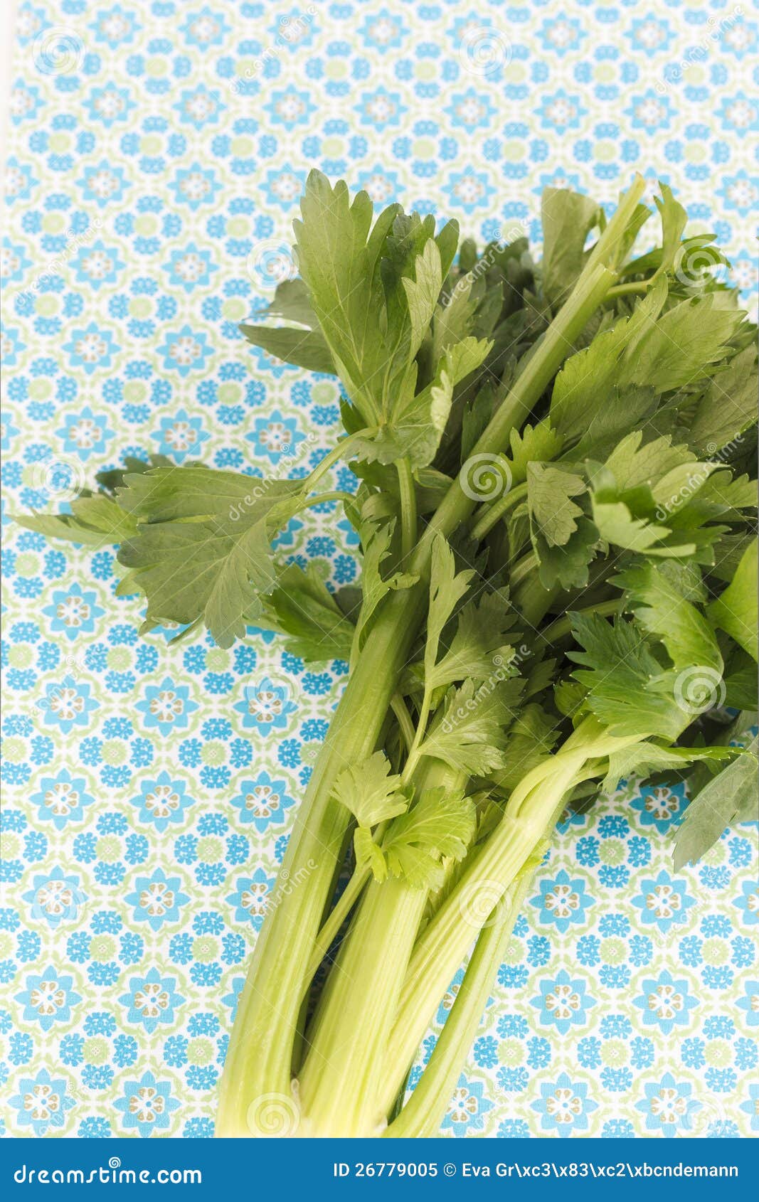 Frischer Sellerie stockbild. Bild von geblüht, grün, stiele - 26779005