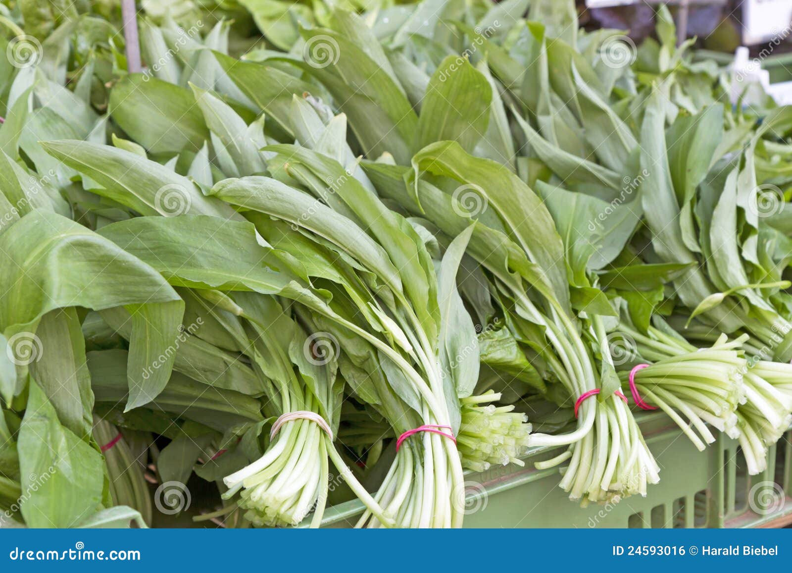 Frischer wilder Knoblauch stockfoto. Bild von terrine - 24593016