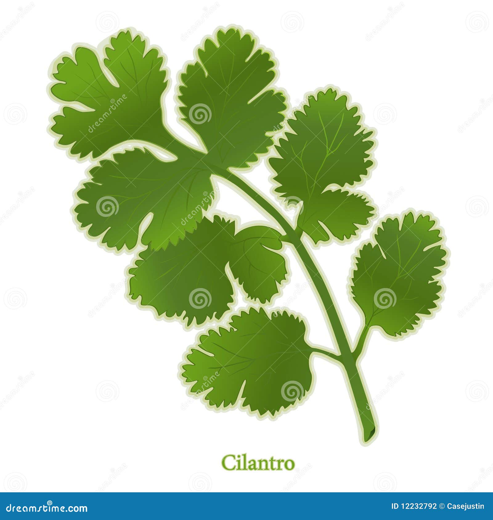 Frisches Cilantro-Kraut vektor abbildung. Illustration von garten ...