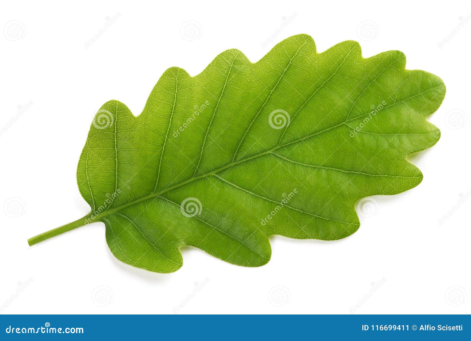 Frisches Eichenblatt stockbild. Bild von blatt, grün - 116699411