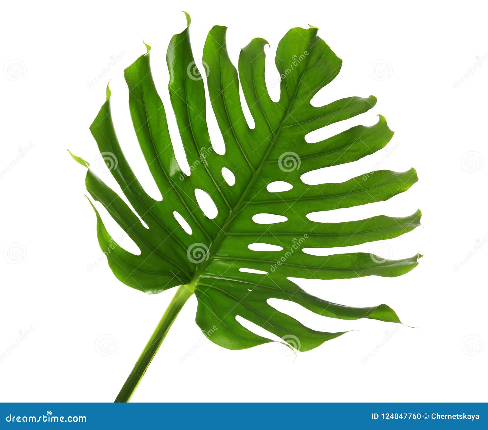 Frisches Tropisches Monstera Blatt Stockfoto - Bild von botanik, üppig ...