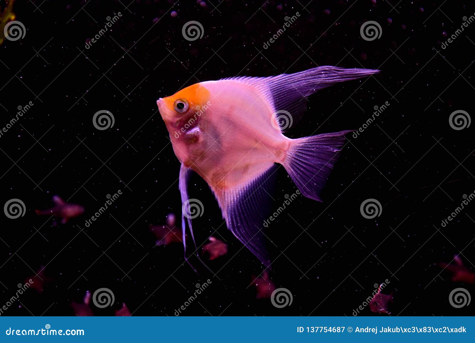 Frischwasseraquariumfische, Engelhai Vom Amazonas Stockbild - Bild von ...