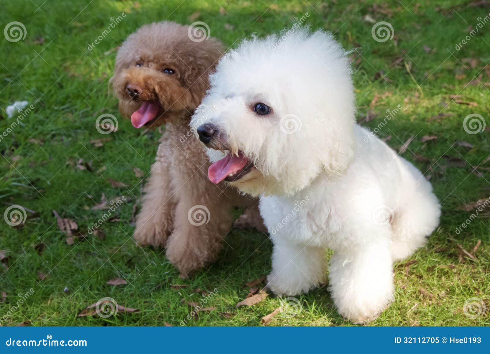 Frise Blanc De Bichon Et Caniche Miniature Brun Image stock - Image du ...