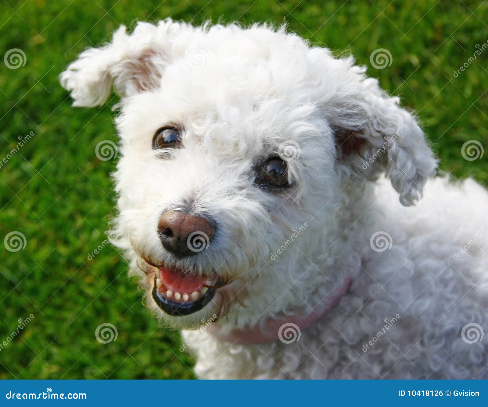 Frise del cane del bichon fotografia stock. Immagine di bianco - 10418126