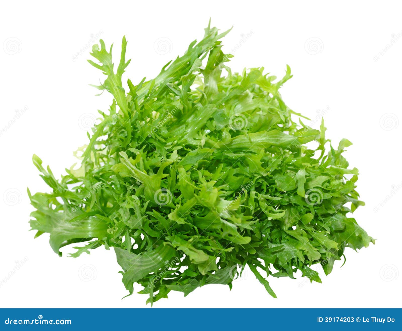 Frisee stock image. Image of french, field, chicoree - 39174203