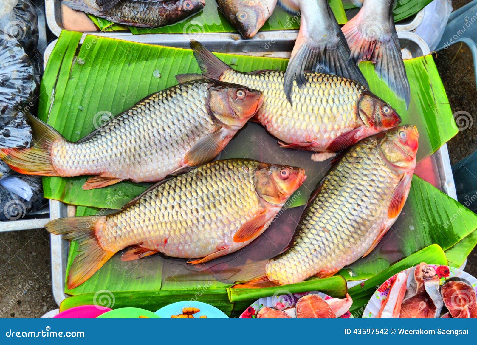 Frish foto de archivo. Imagen de pescados, organismos - 43597542