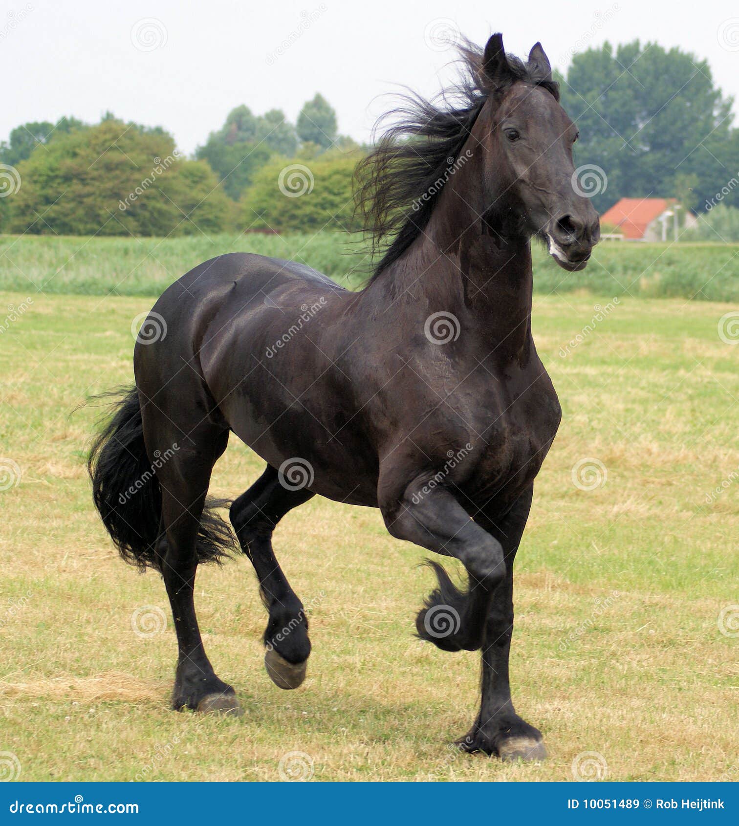 Frisian horse stock image. Image of herd, horse, black - 10051489