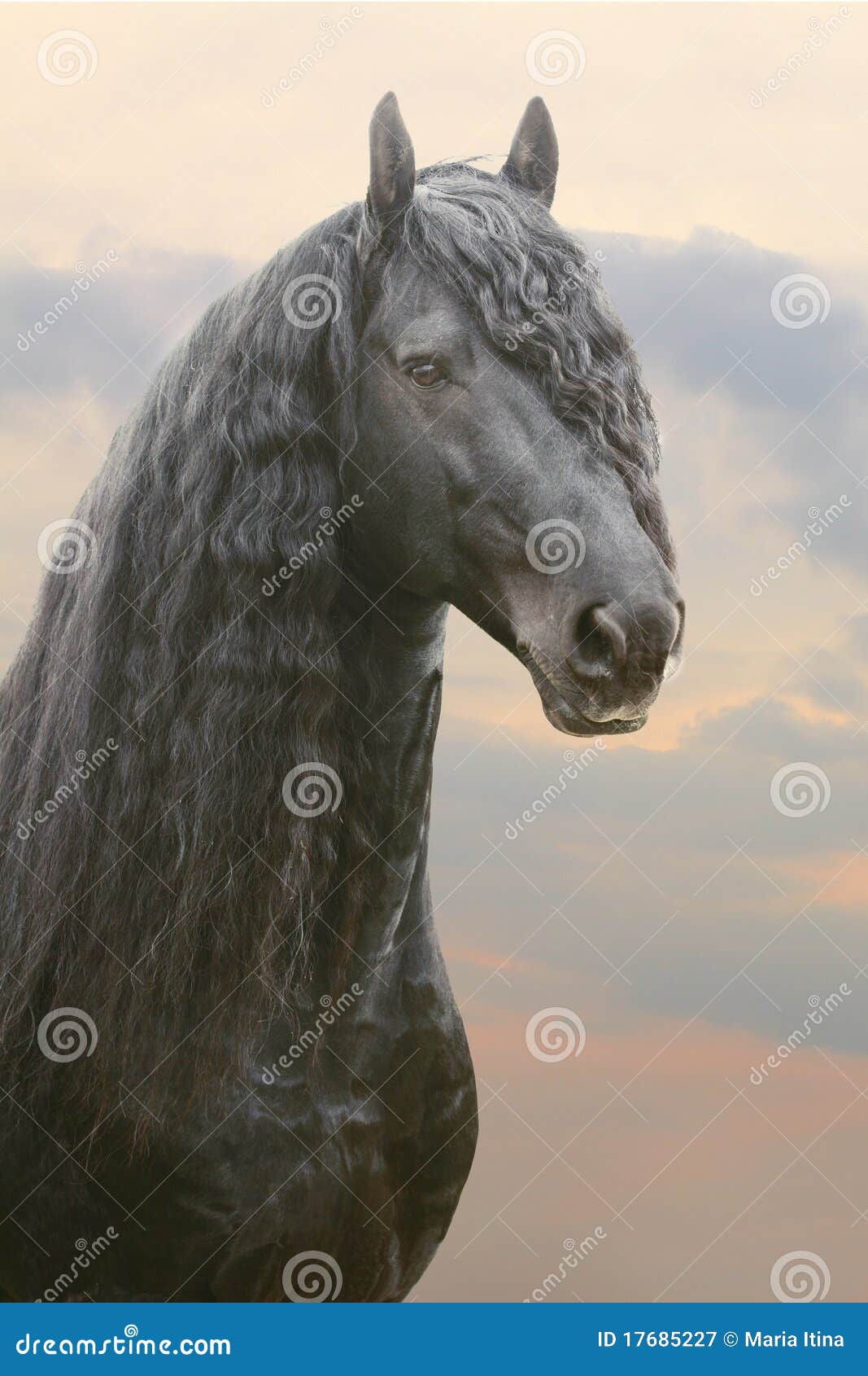 Frisian stallion isolated stock image. Image of animal - 17685227