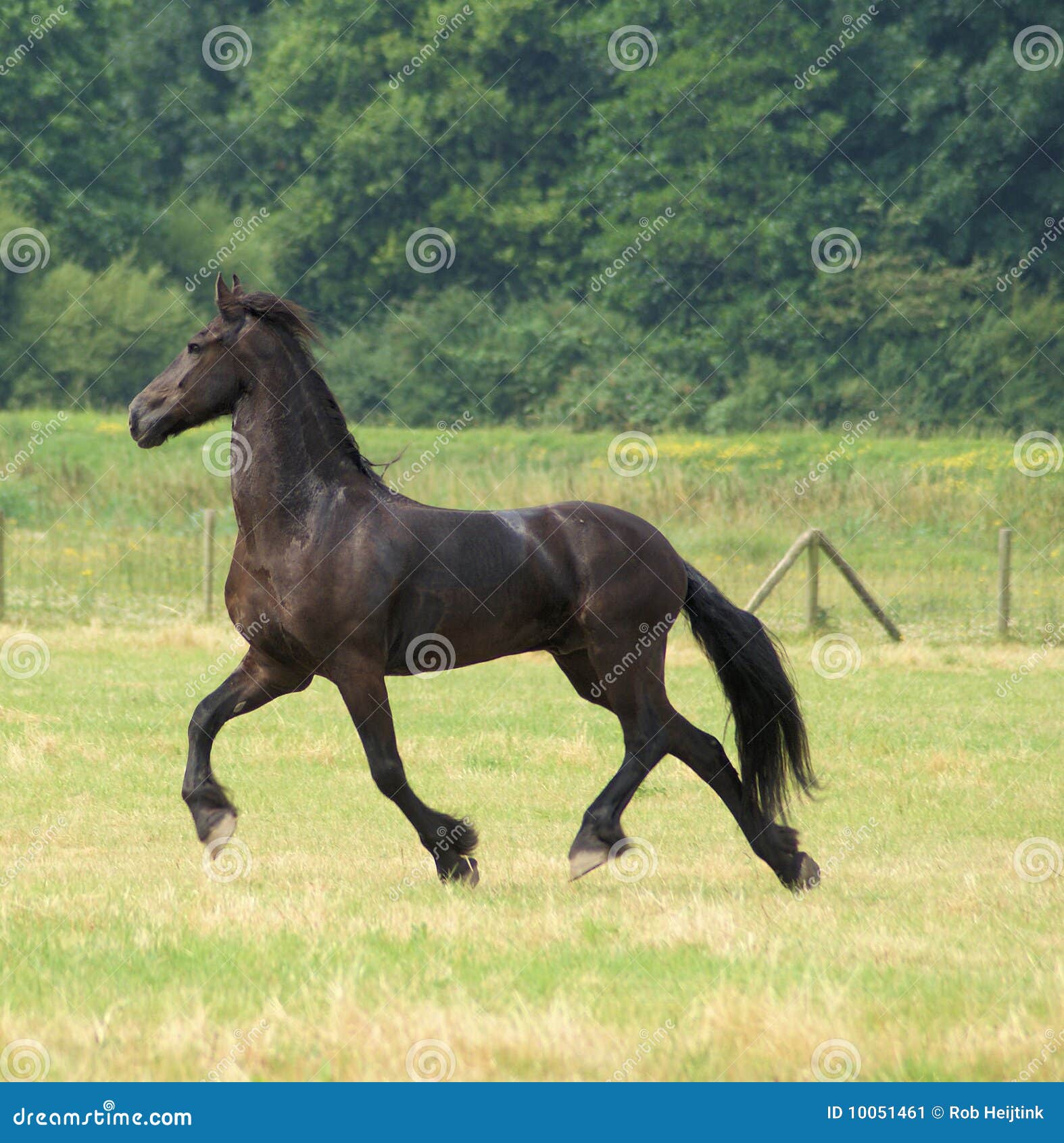 Frisian is walking static stock image. Image of horse - 10051461