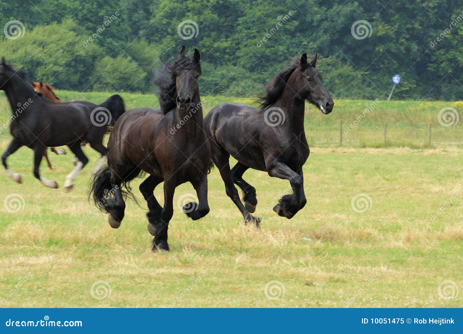 150 Photos de Frisons - Photos de stock gratuites et libres de droits ...