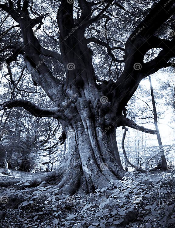 Frithsden Beeches Ashridge Hertfordshire England Stock Photo - Image of ...