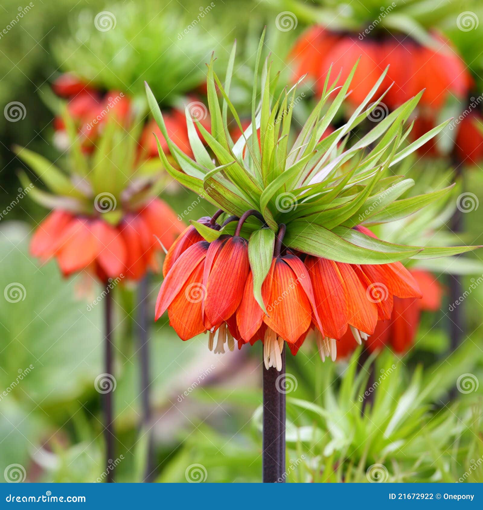 Fritillaria stock photo. Image of orange, stem, detail - 21672922