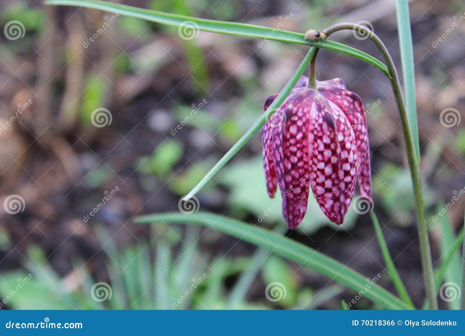Fritillaria meleagris stock photo. Image of beauty, flora - 70218366