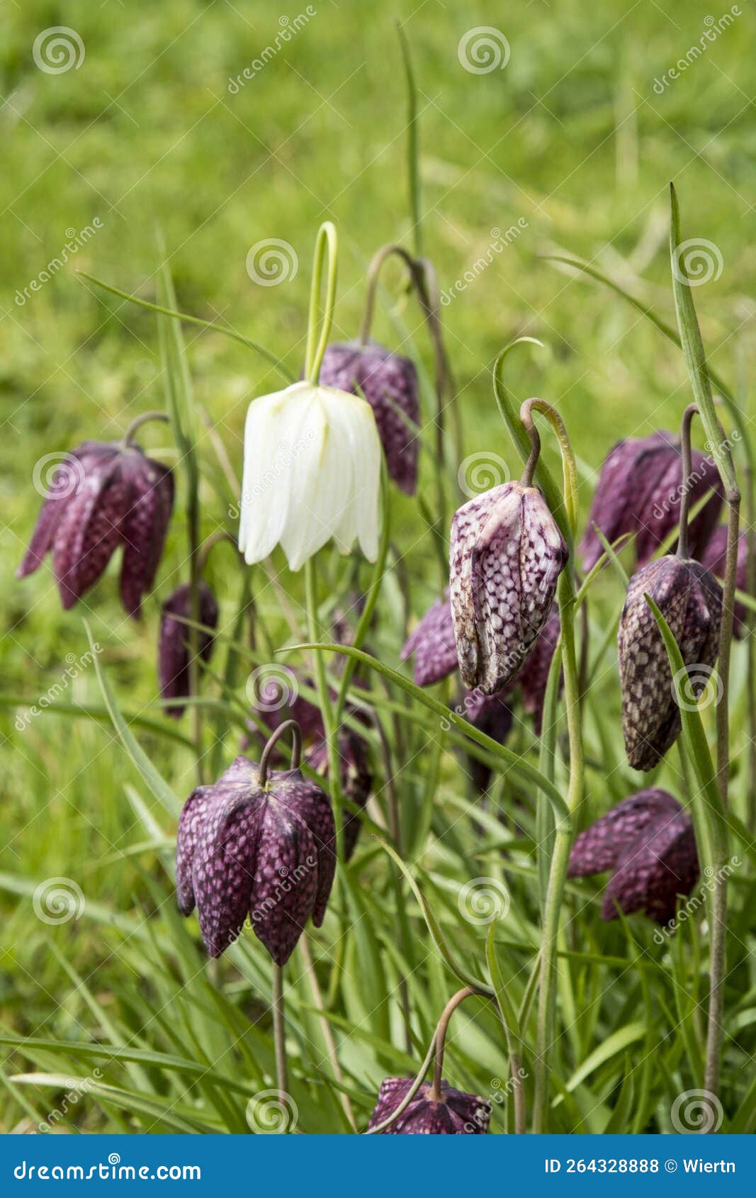 Fritillaria Meleagris - Checkered Lily Stock Photo - Image of white ...