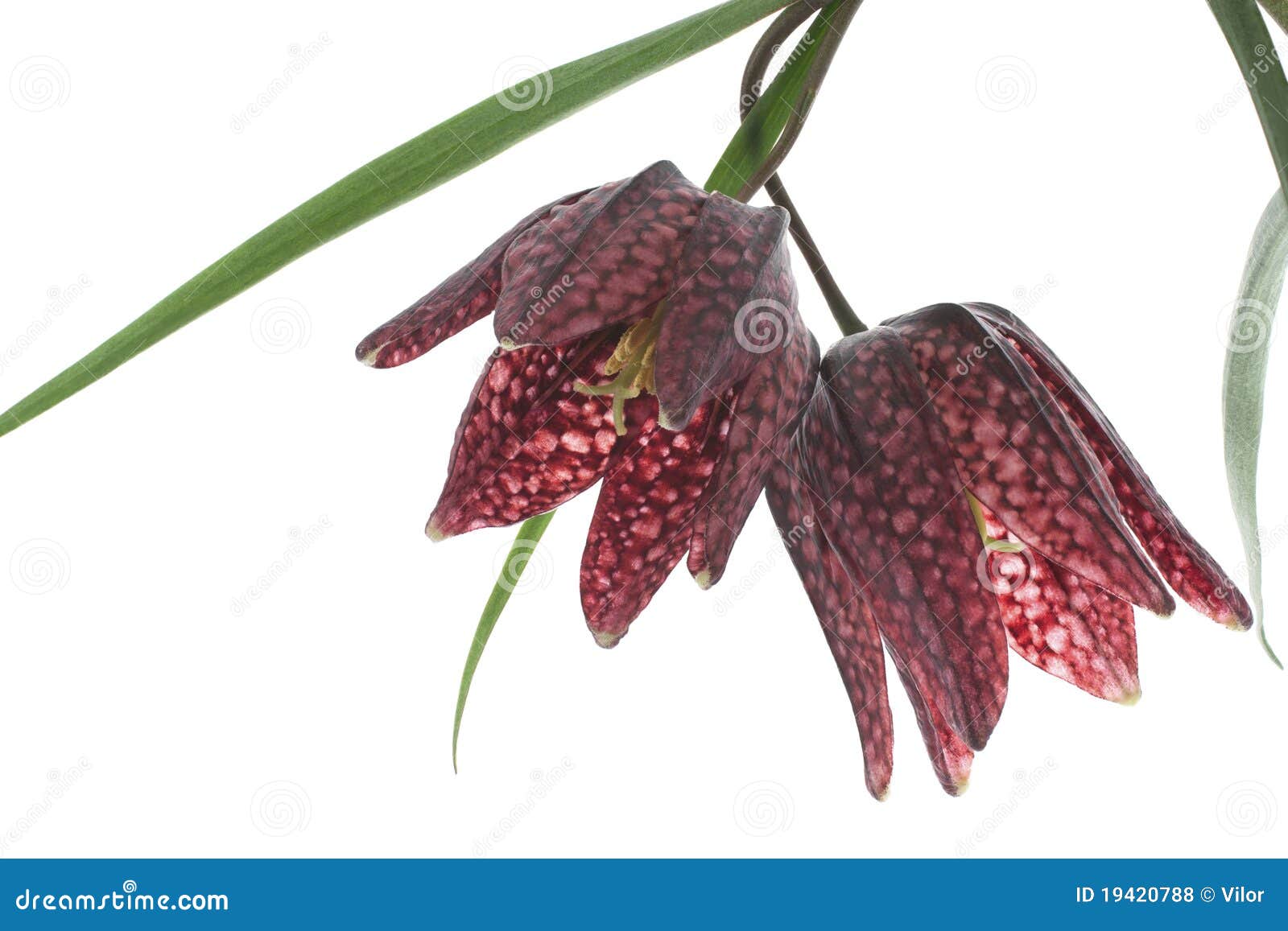 Fritillary stock photo. Image of wildflower, fritillaria - 19420788