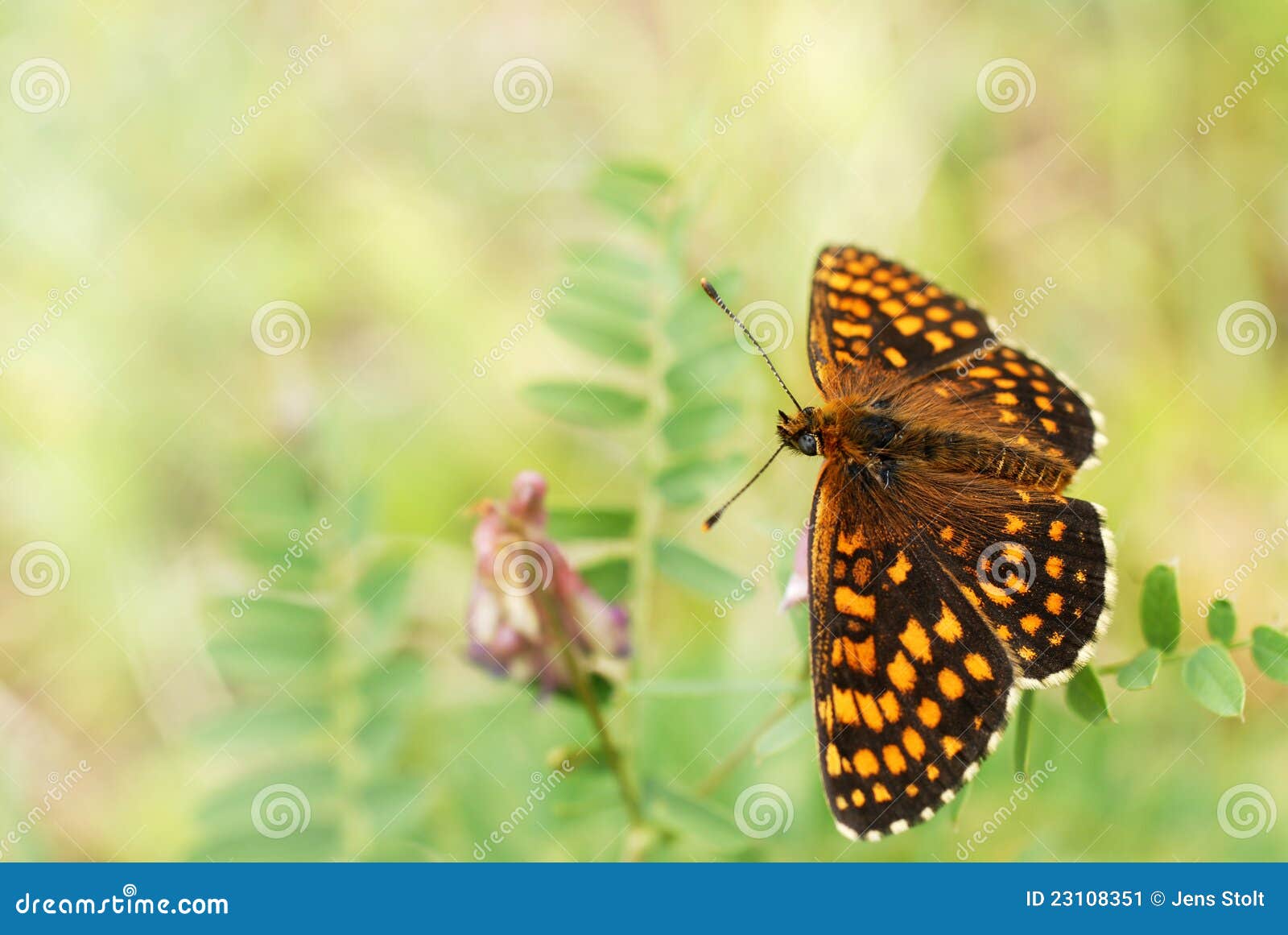 Fritillary butterfly stock image. Image of britomartis - 23108351