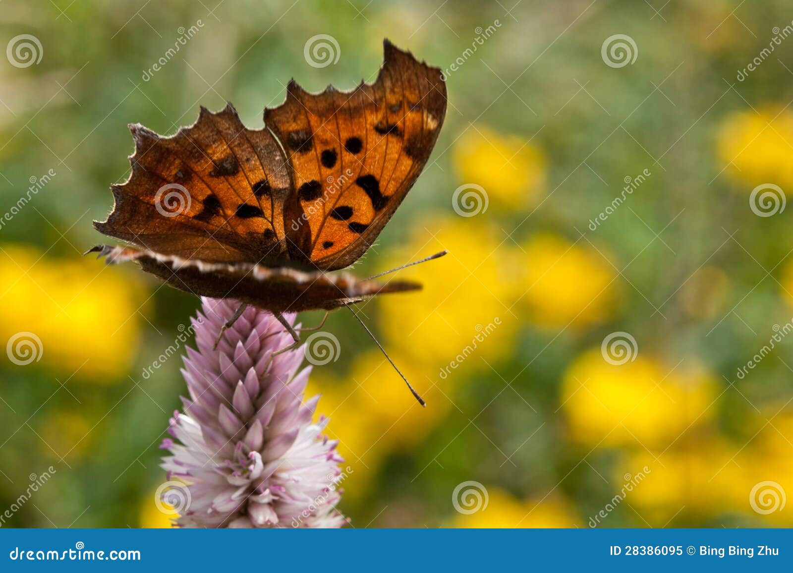 A fritillary butterfly stock image. Image of insectology - 28386095
