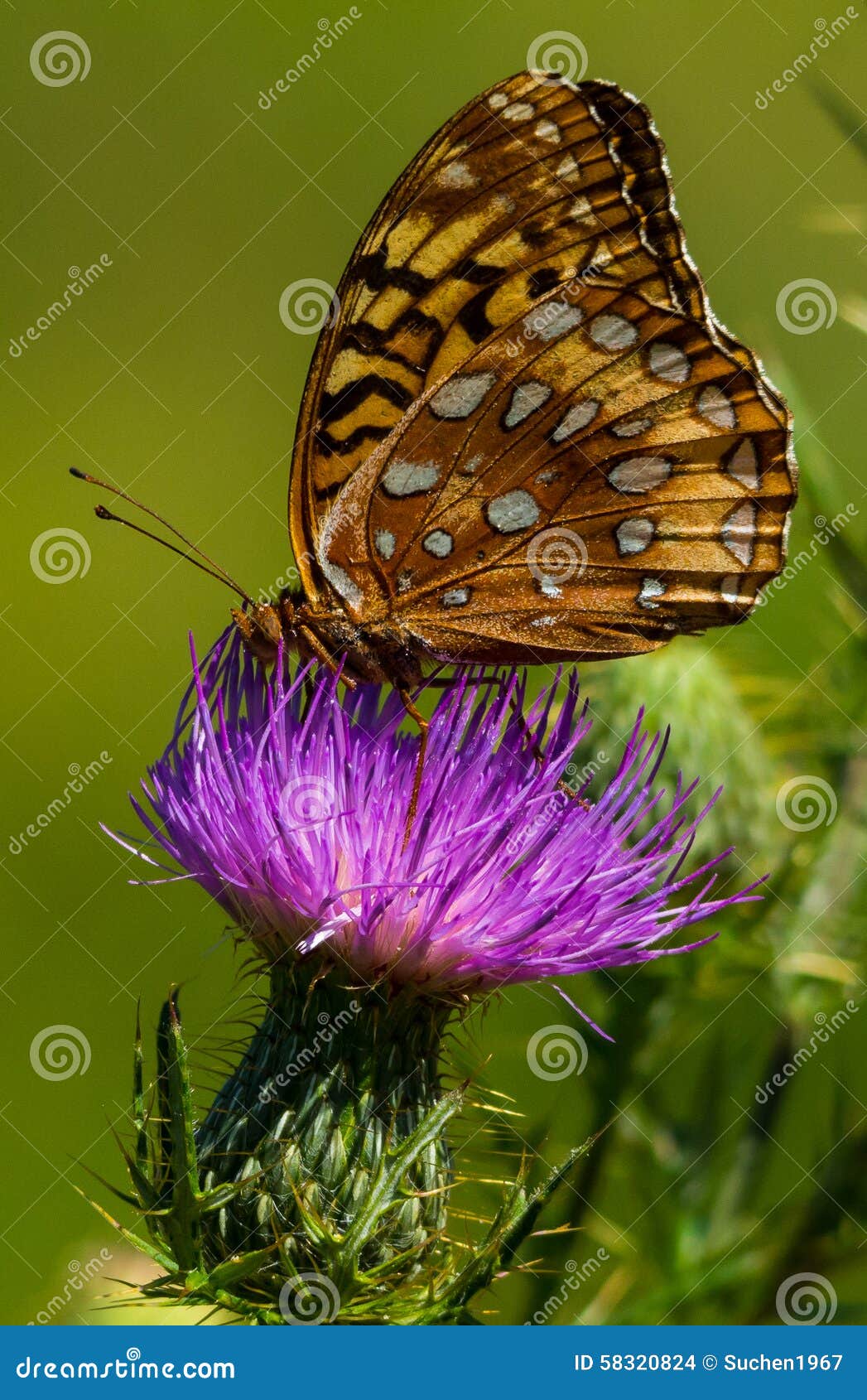 Fritillary Butterfly on Spear Thistle Stock Photo - Image of yellow ...