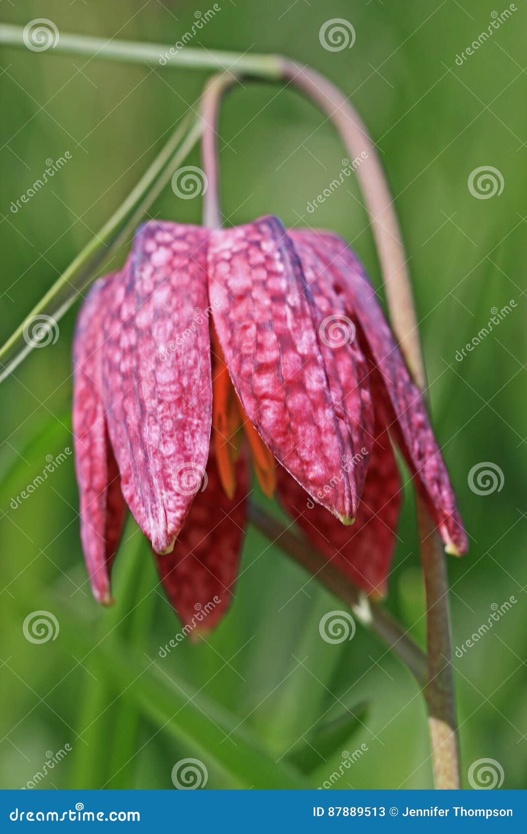 Fritillary flower stock image. Image of fritillary, leaves - 87889513