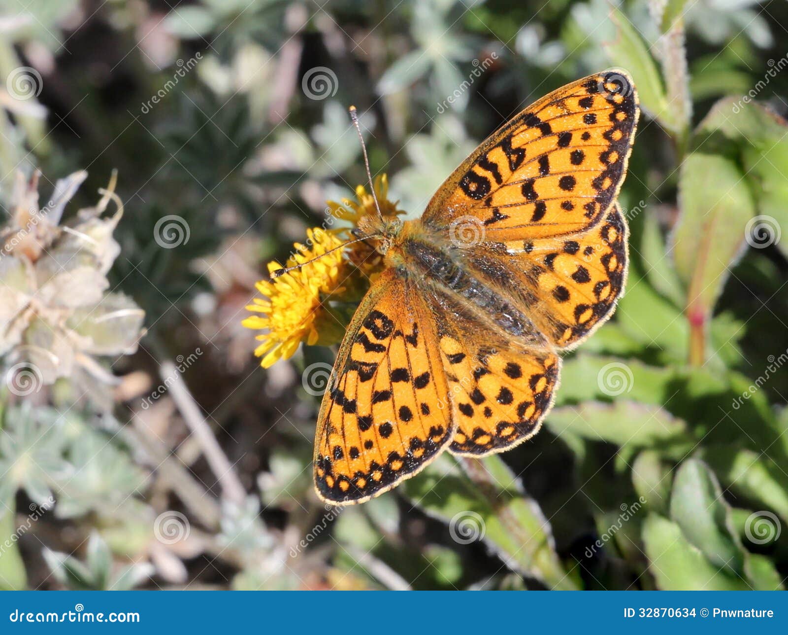 Fritillary on a Flower stock photo. Image of speyeria - 32870634
