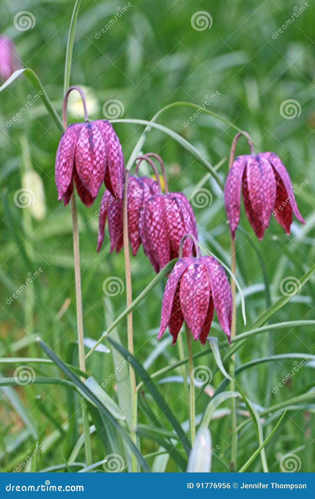 Fritillary flowers stock photo. Image of starflower, white - 91776956