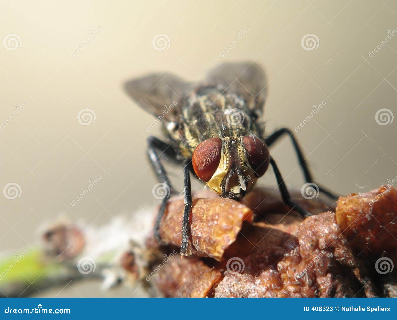 Friut Fly Macro Closeup stock image. Image of insect, macro - 408323