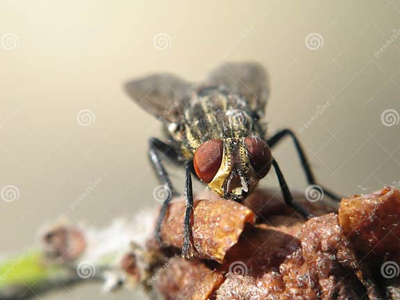 Friut Fly Macro Closeup stock image. Image of insect, macro - 408323