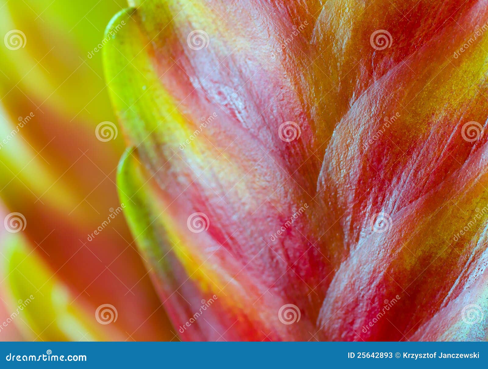 Frizea (Vriesea) stock image. Image of flower, head, freshness - 25642893