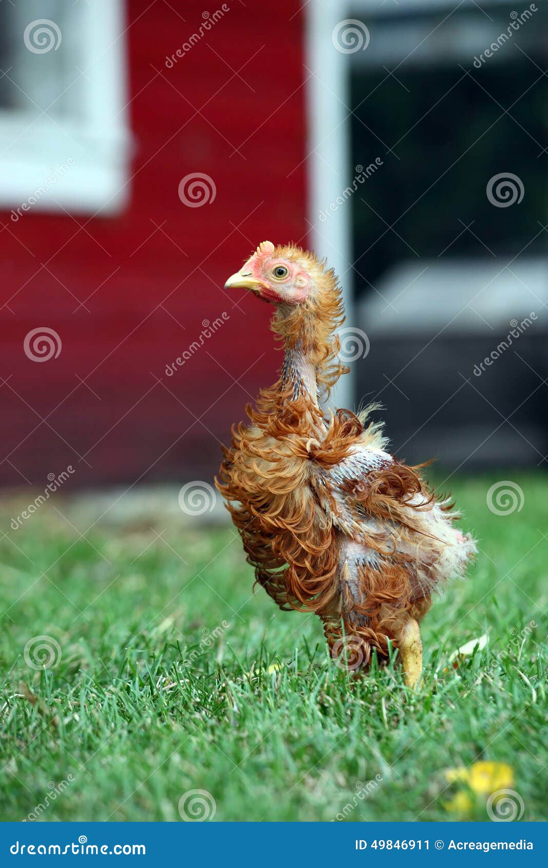 Frizzle Chick stock image. Image of flock, chicken, farm - 49846911