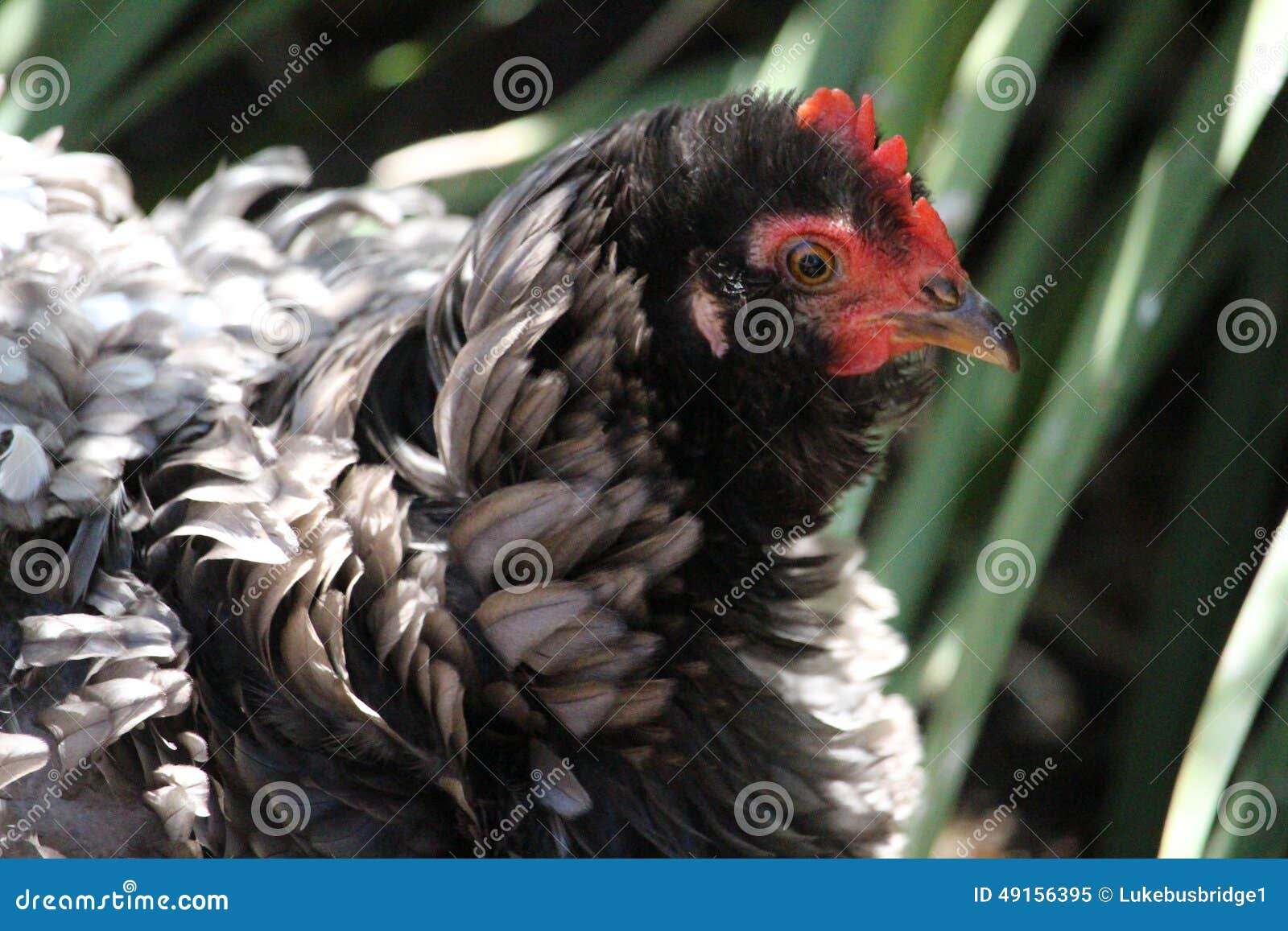 Frizzle Chicken stock image. Image of beak, orange, comb - 49156395