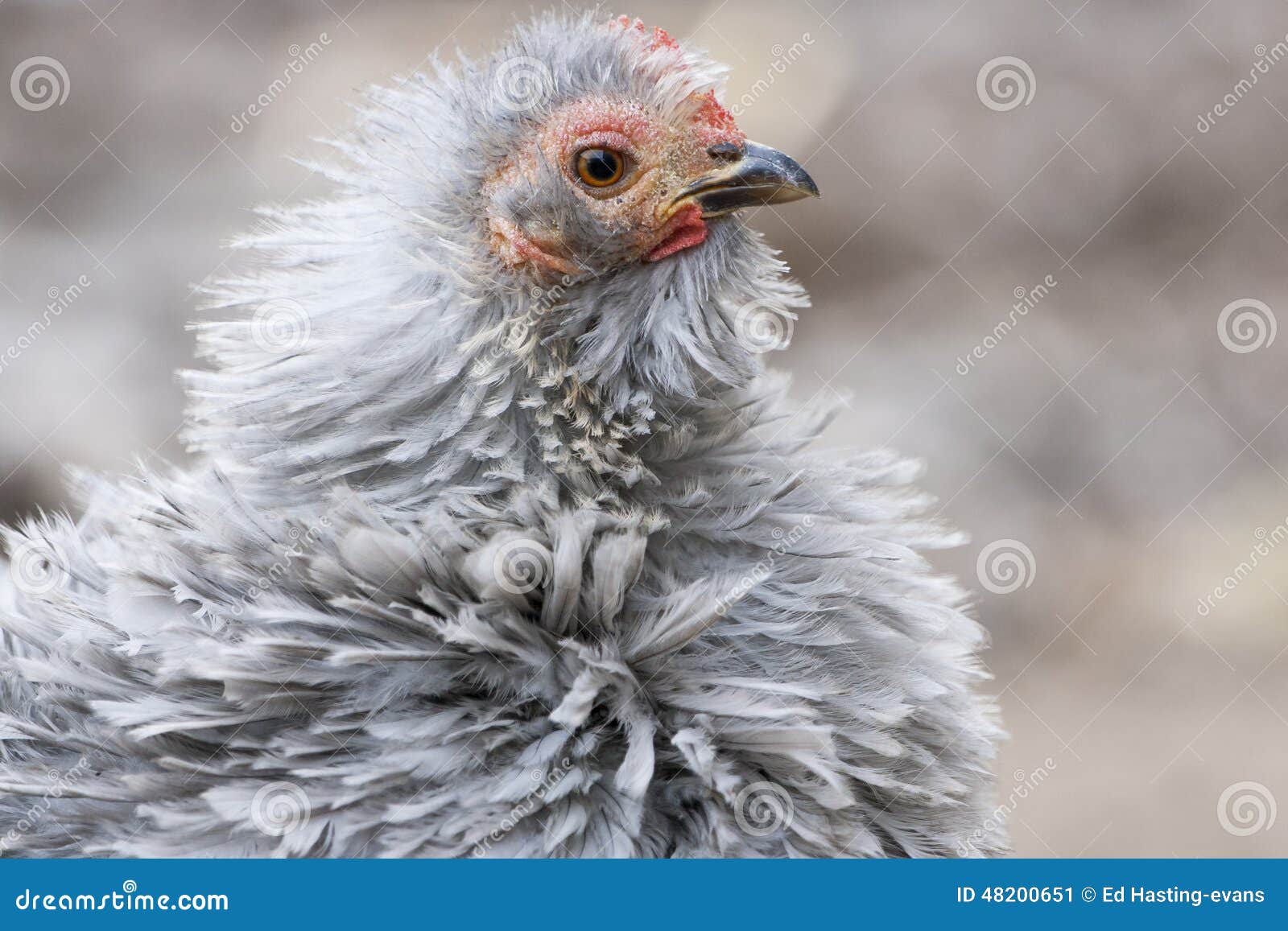 Frizzle chicken stock image. Image of countryside, male - 48200651