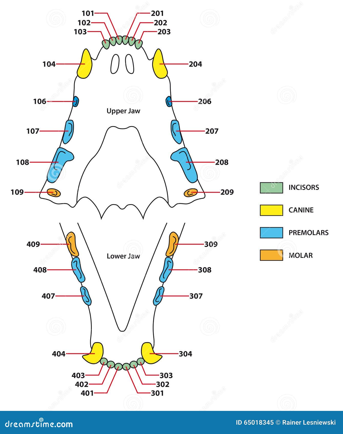 Fórmula Dental Dos Dentes Dos Gatos Ilustração do Vetor - Imagem: 65018345