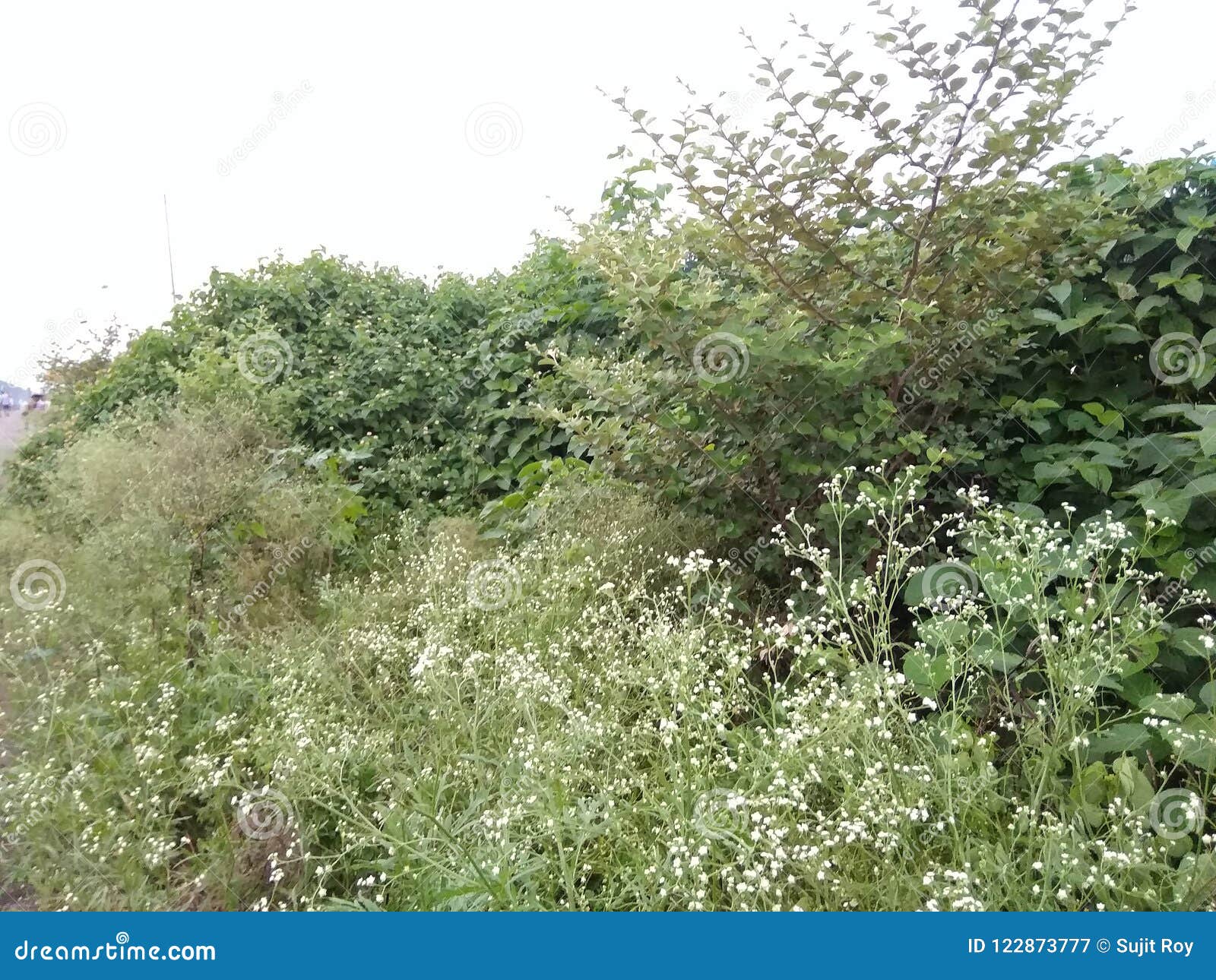 Froest stock image. Image of froest, small, full, trees - 122873777