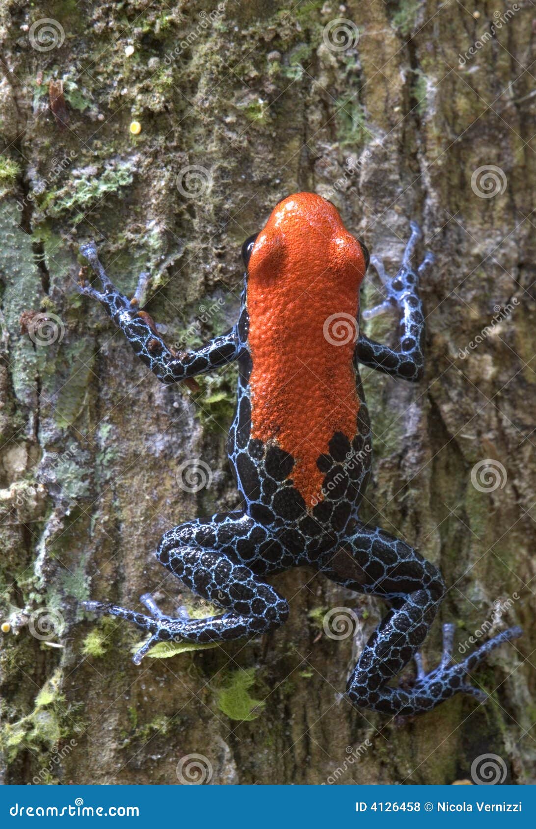 Frog 04 stock photo. Image of dark, elegance, dart, dendrobatid - 4126458