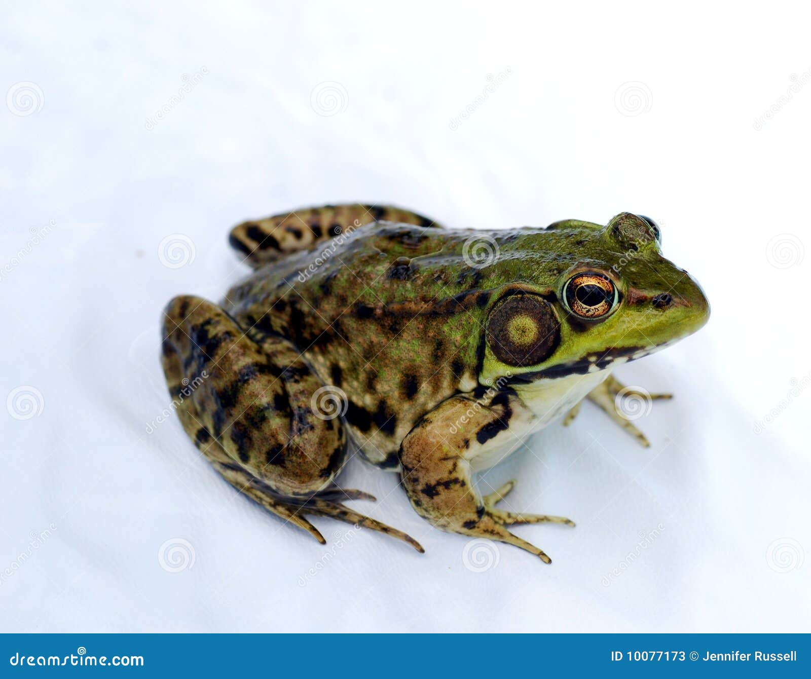 92,066 Frog Stock Photos - Free & Royalty-Free Stock Photos from Dreamstime