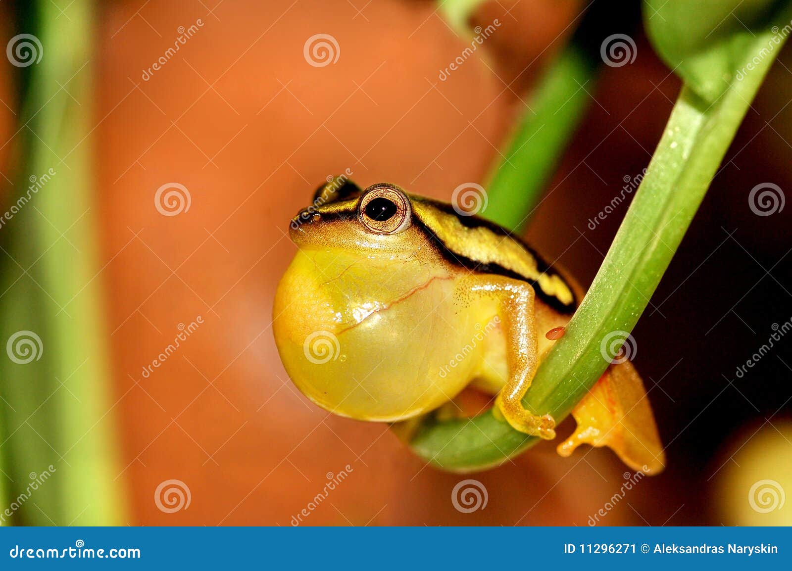 Frog Trying To Catch Butterfly Royalty-Free Stock Image | CartoonDealer ...