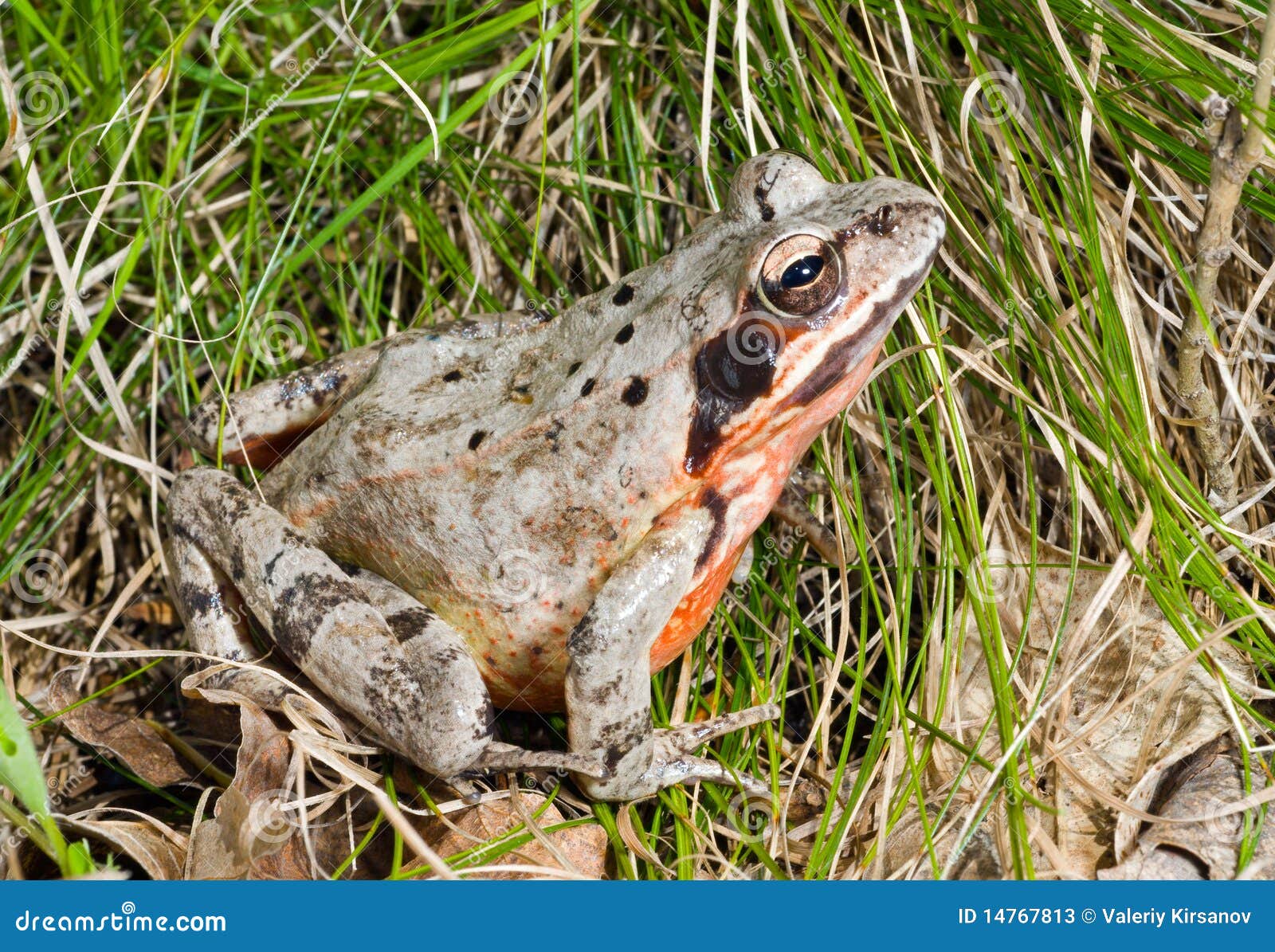 Frog 12 stock image. Image of nature, sitting, outdoors - 14767813