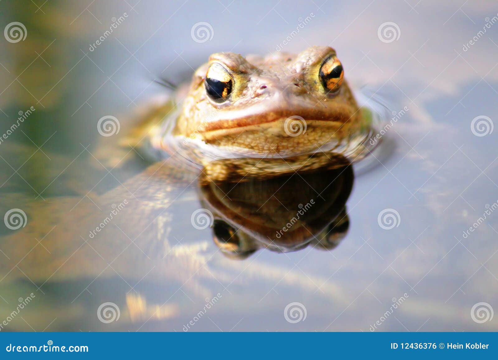 Frog stock photo. Image of squib, mirror, paddock, water - 12436376