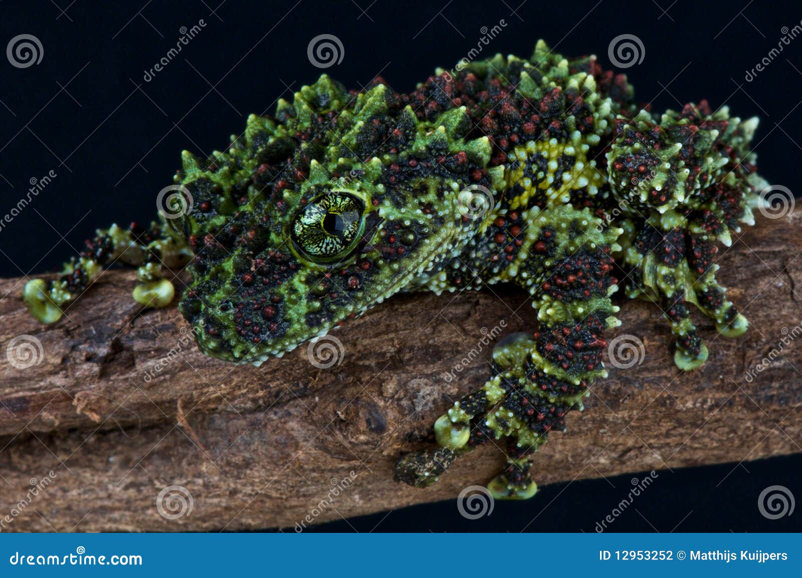 Theloderma Bicolor, Rare Spieces Of Frog On White Stock Photography ...