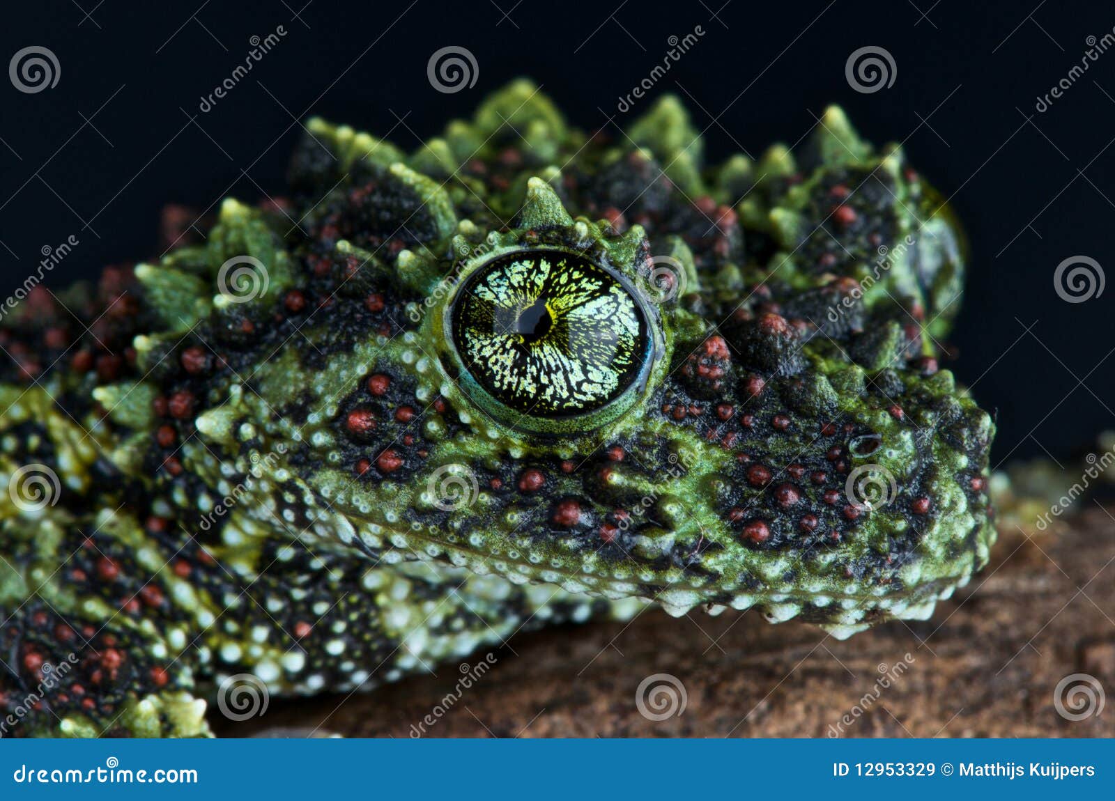 Theloderma Bicolor, Rare Spieces Of Frog On White Stock Photography ...